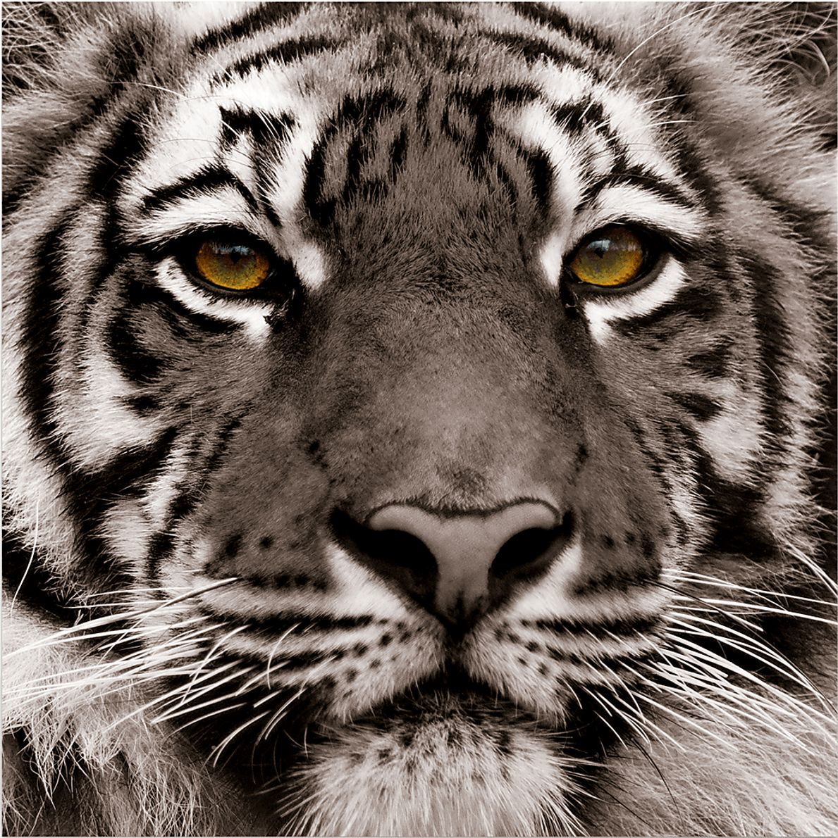 Fierce Look Artwork - Rooms To Go