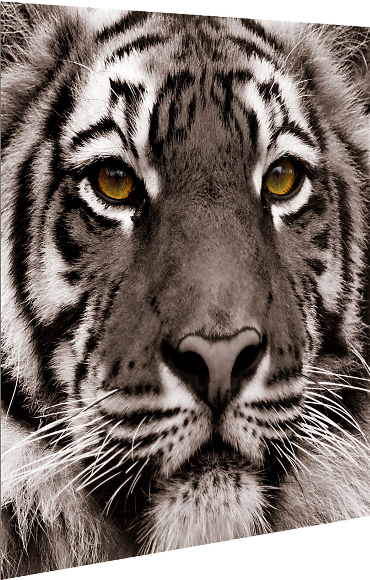 Fierce Look Artwork | Rooms to Go