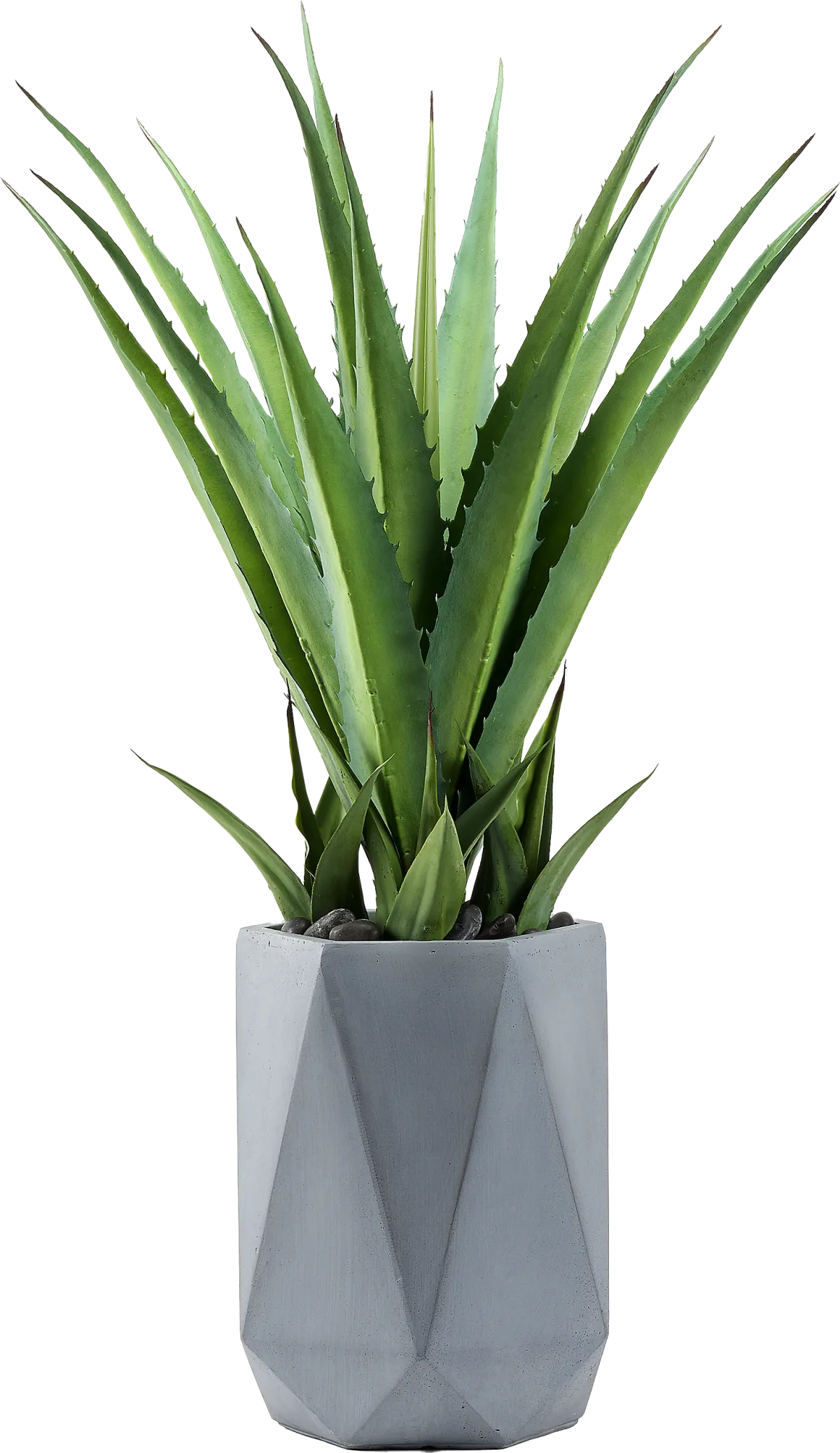 Altera Green Colors Gray Outdoor Plant | Rooms to Go
